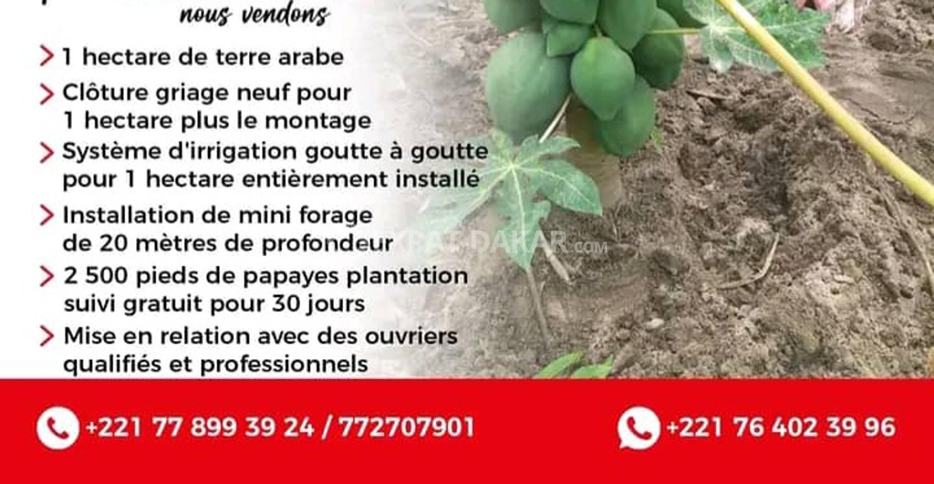 Ferme à Mboro - Mboro | Expat-Dakar