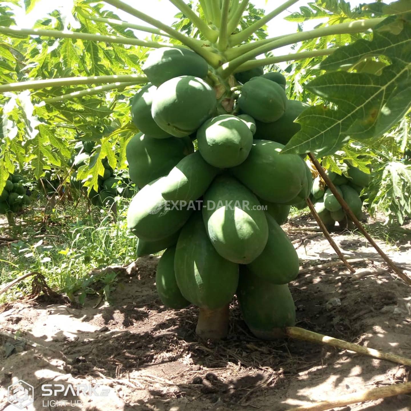 Ferme à Mboro - Mboro | Expat-Dakar