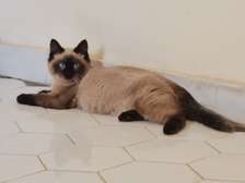 Chats & chatons à adopter - Sénégal | Expat-Dakar