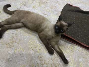 Chats & chatons à adopter - Sénégal | Expat-Dakar