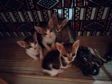 Chats & chatons à adopter - Sénégal | Expat-Dakar