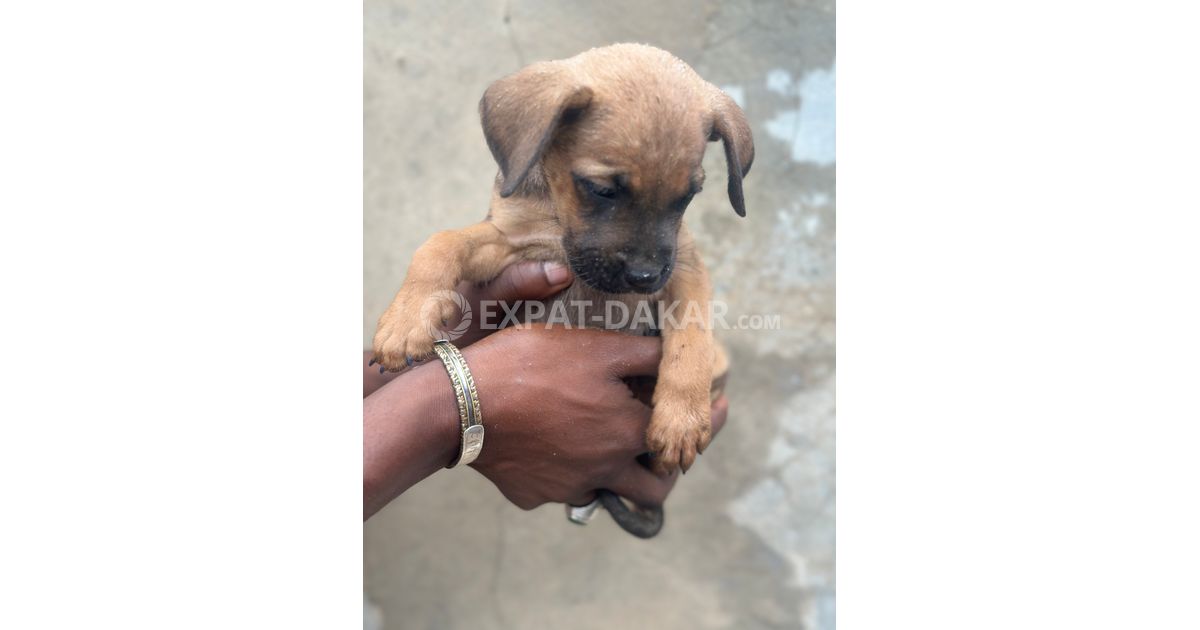 Chiots boer bull - Cambérène | Expat-Dakar