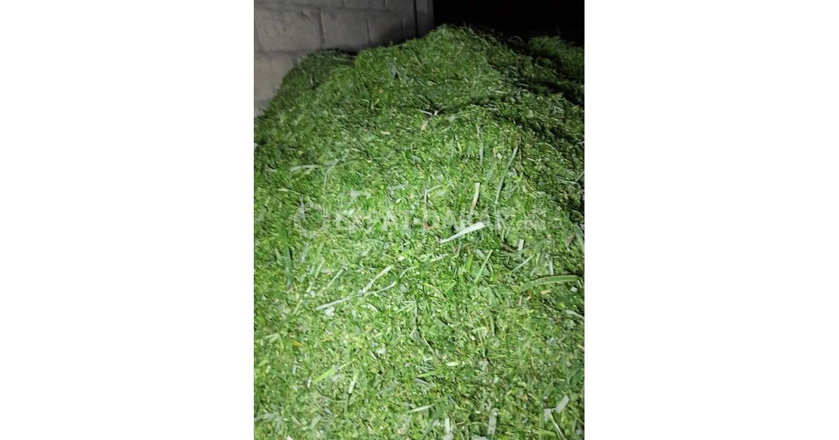 Herbe verte de maralfalfa fourrage aliment de betail - Hann Bel-Air ...
