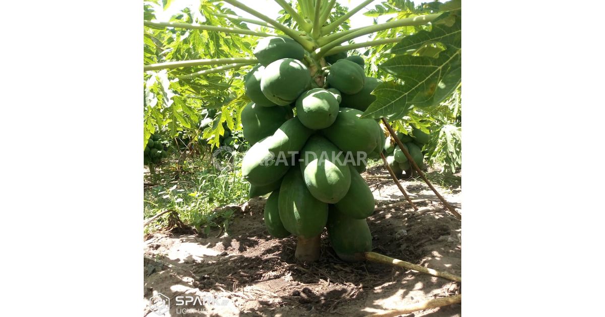 Ferme à Mboro - Mboro | Expat-Dakar