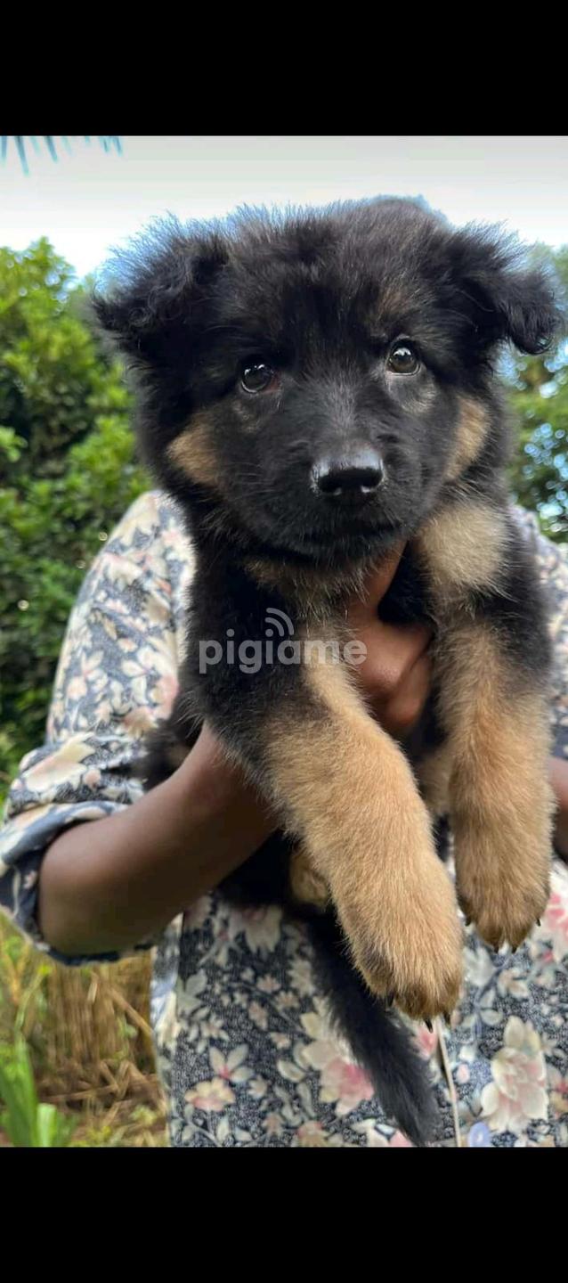 lion shepherd puppies