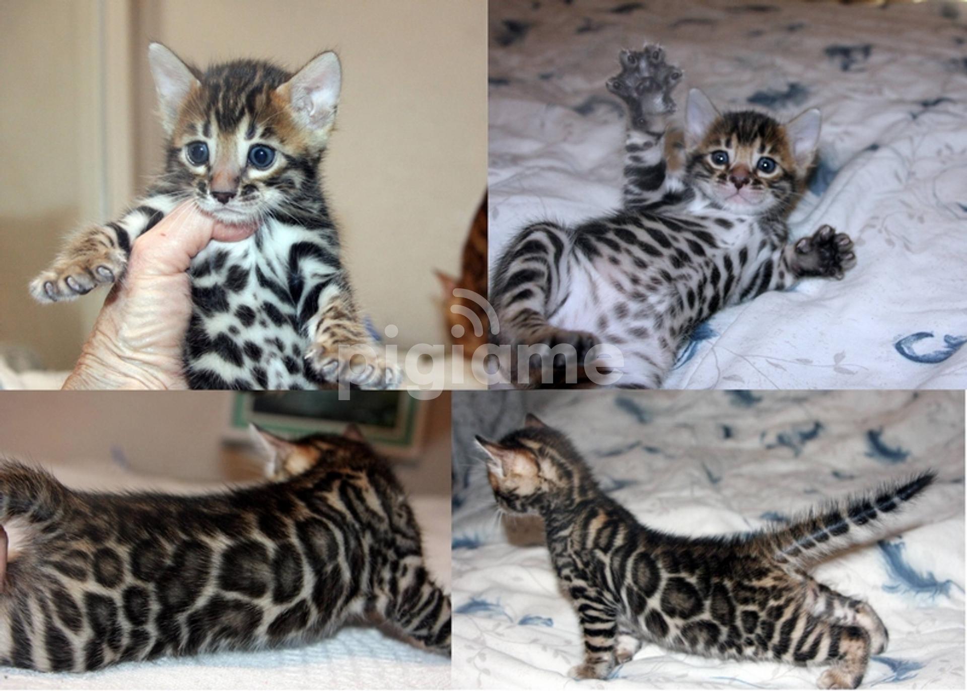 Adorable Bengal Kittens Available in Nairobi CBD, Mfangano Street | PigiaMe