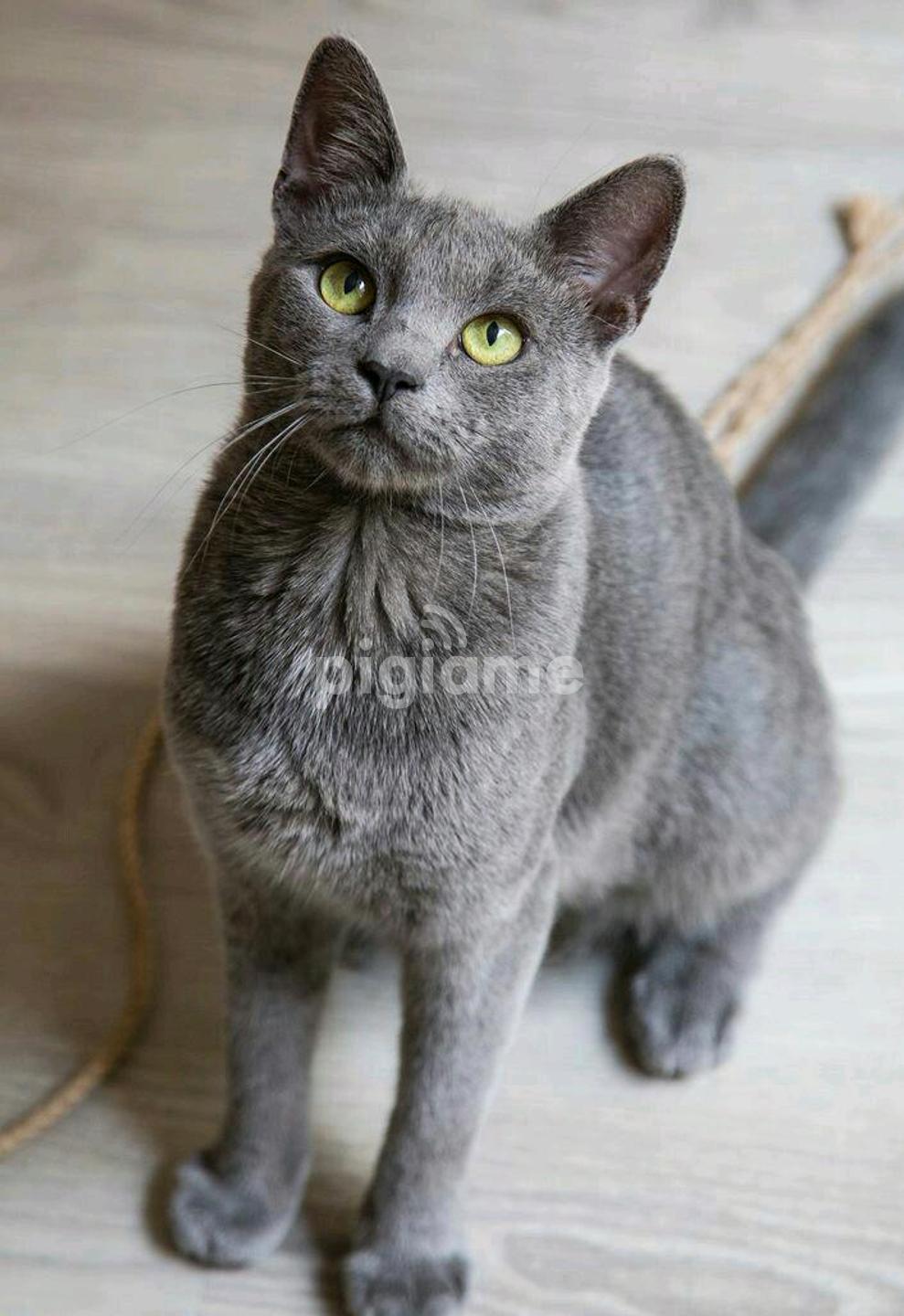 british blue cats for adoption