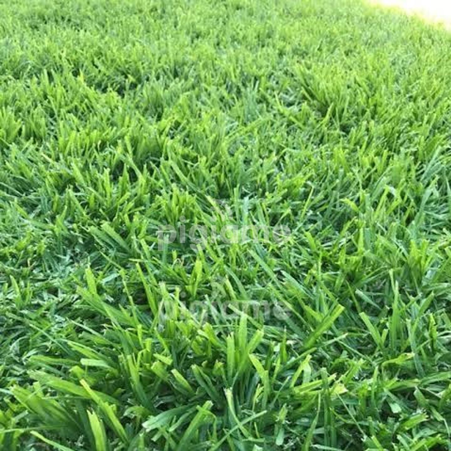 Kikuyu Grass Seeds 500G - Mali Home Solutions Kenya in Westlands | PigiaMe