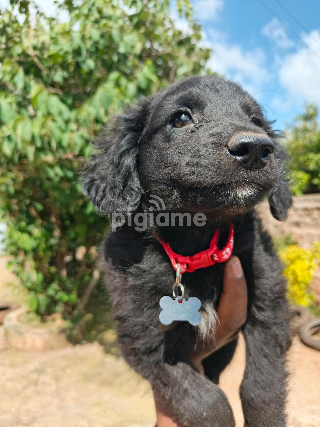 flat coated cocker spaniel