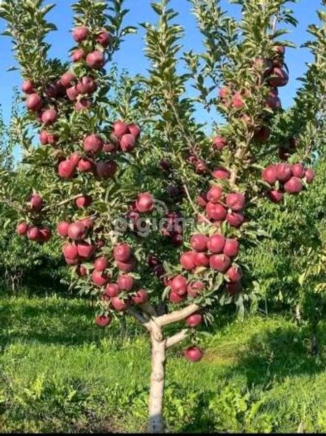 Fertile 1-Acre Farmland With Rich Soil & Water Access in Laikipia | PigiaMe