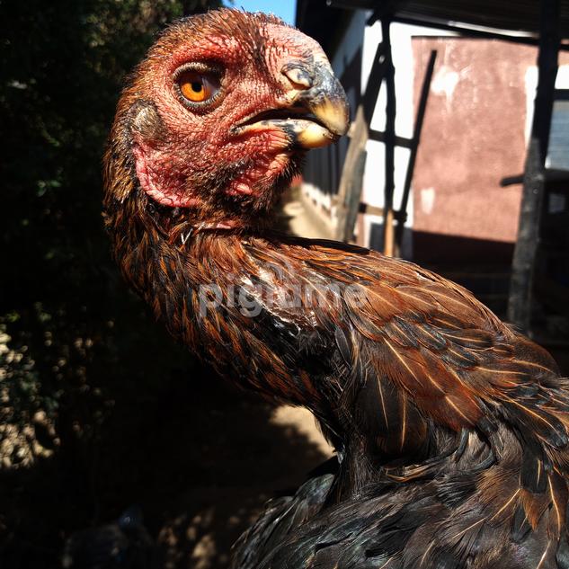 Matured Kuchi Hens in Bamburi | PigiaMe