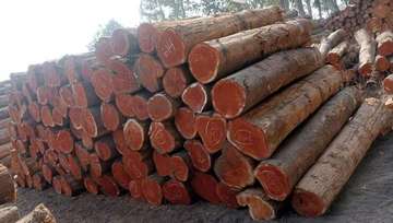Timber & Boards in Kenya | PigiaMe