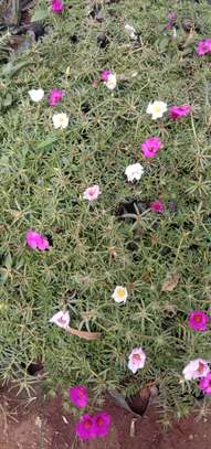 Portulaca (Moss Rose) Ground Cover in Nairobi CBD | PigiaMe