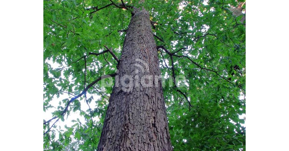 Meru Oak / White Oak Timber &Beams in Gikomba | PigiaMe