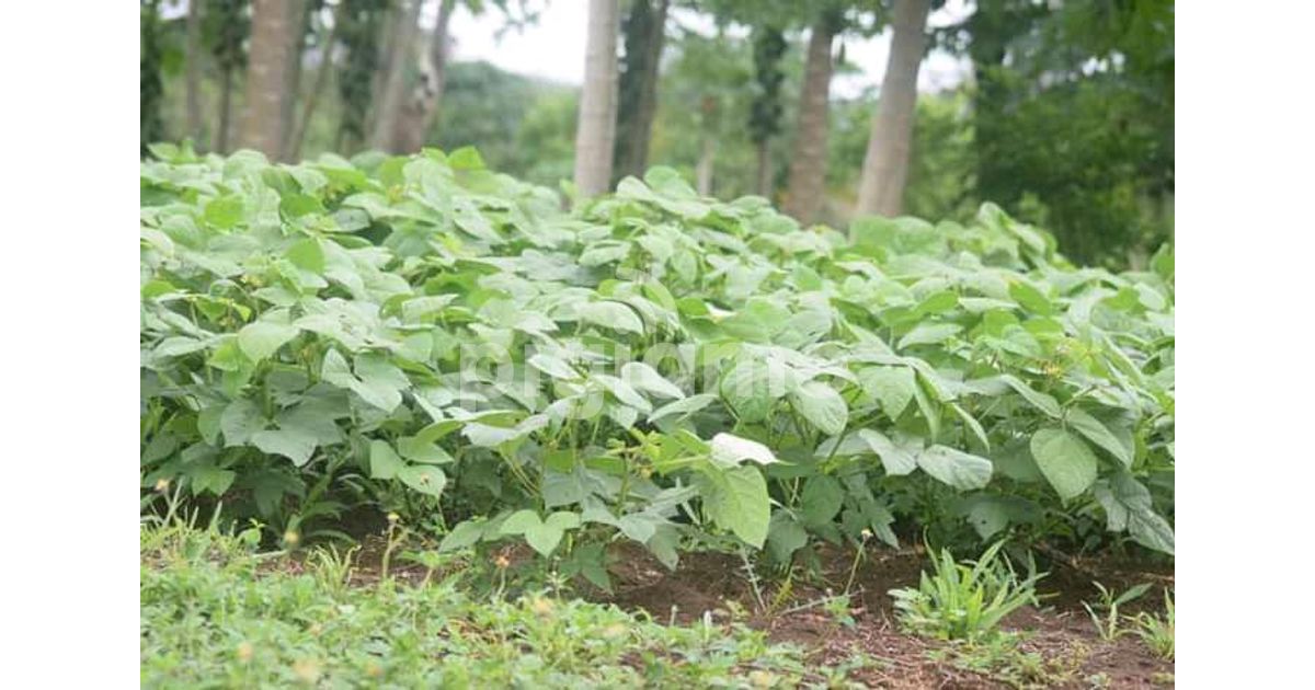 Malindi Farming Acres in Coast | PigiaMe