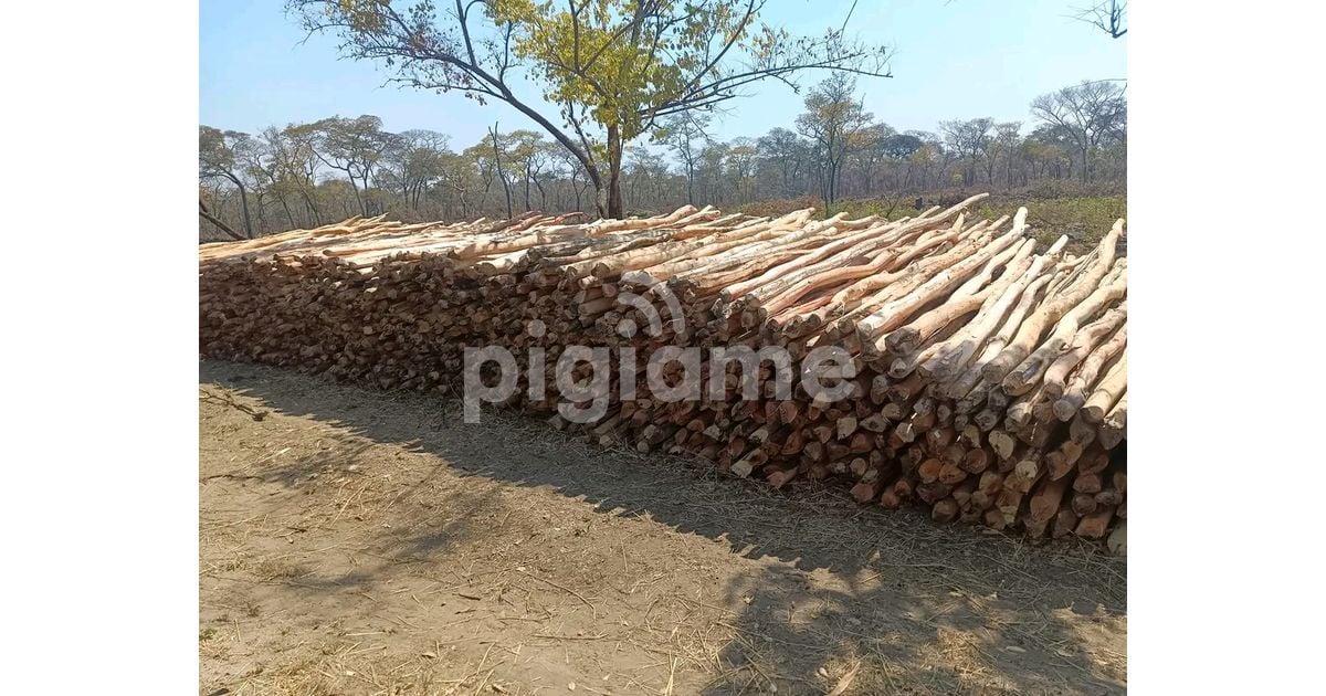 Gum Poles For Construction,Fencing Or Landscaping in Kiambu Town | PigiaMe