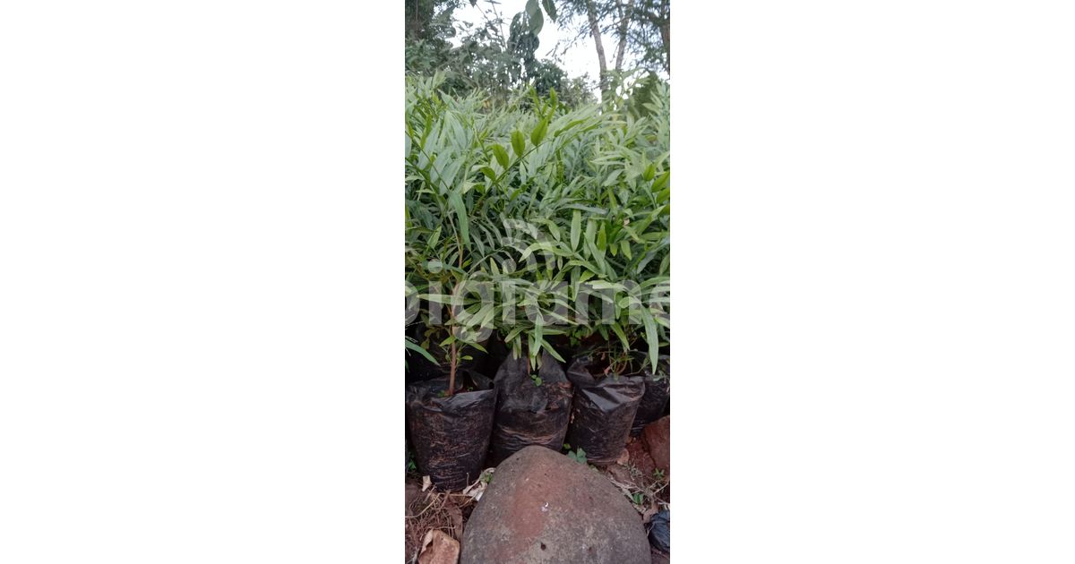 Thika Palm Tree In Nairobi CBD PigiaMe thika-palm-tree-in-nairobi-cbd-pigiame