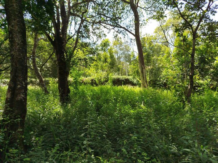 0.5 ac Land at Karen | BuyRentKenya