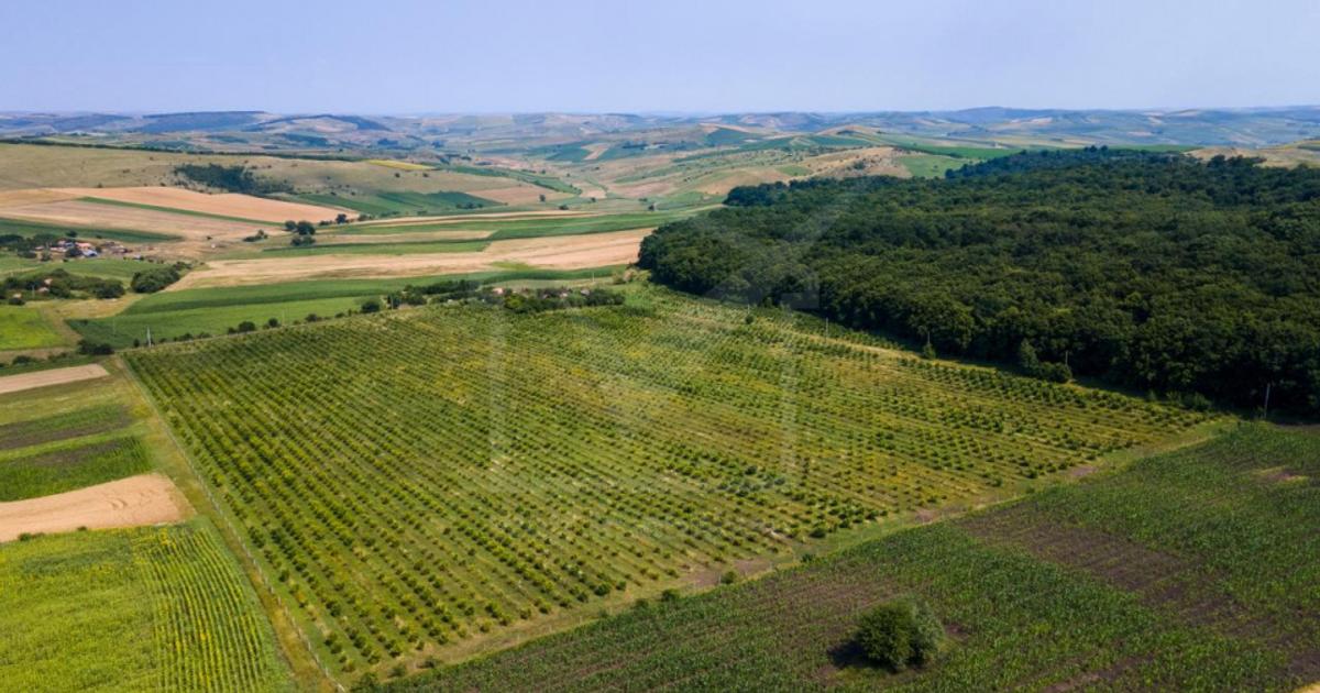 Teren nucifer cu plantatie de aluni, sat Frata, jud. Cluj | Imobiliare.ro